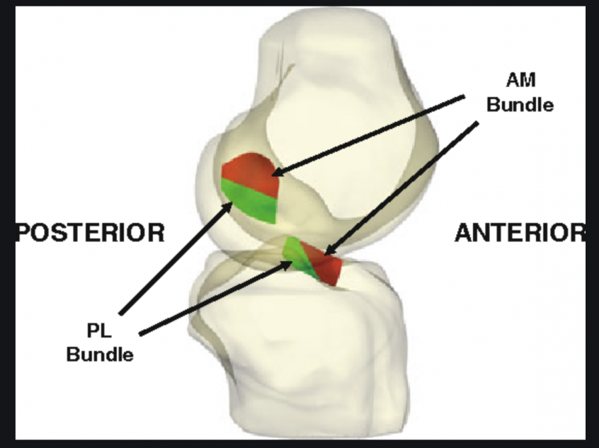 ACL: Anatomy, Injury Prevention, and Rehab - PT in Motion